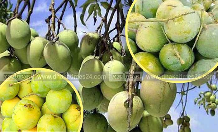 রাসায়নিকমুক্ত গাছ পাকা আম চেনার উপায়