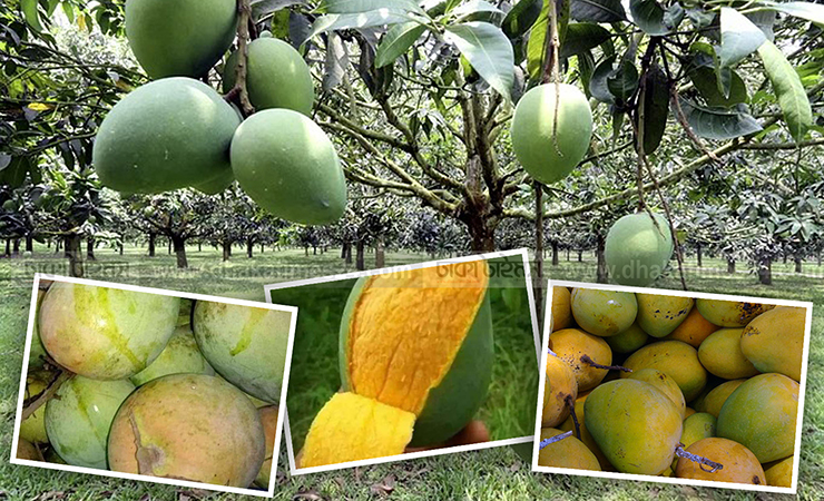 বিখ্যাত হাঁড়িভাঙ্গা আম বদলে দিয়েছে অর্থনৈতিক ভাগ্য